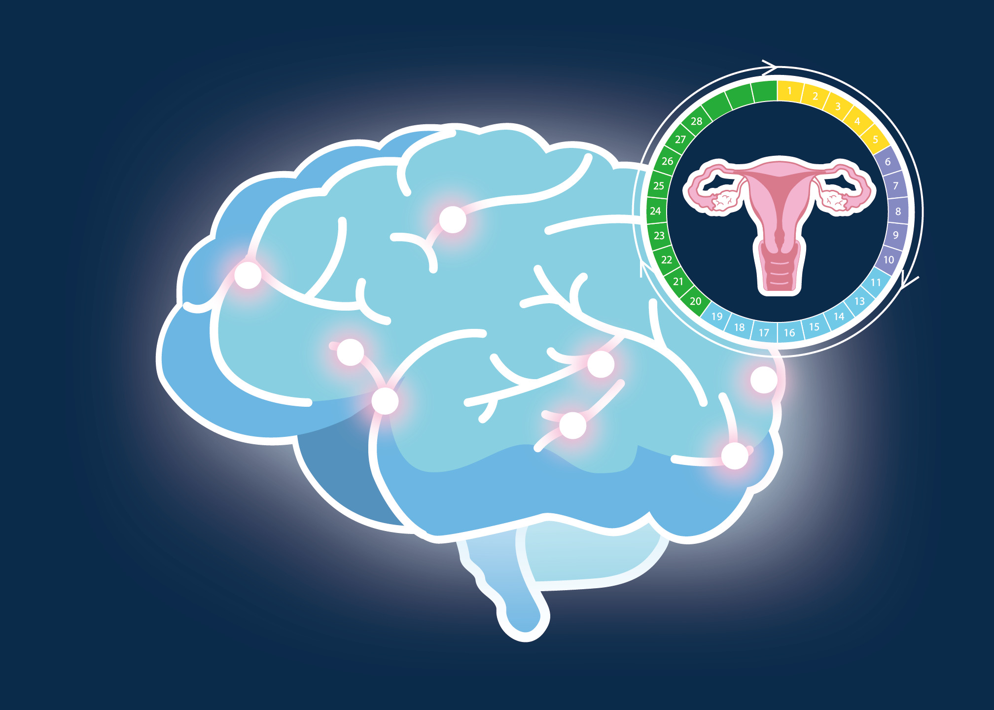 Brain microstructural changes: Another menstrual cycle symptom - The ...